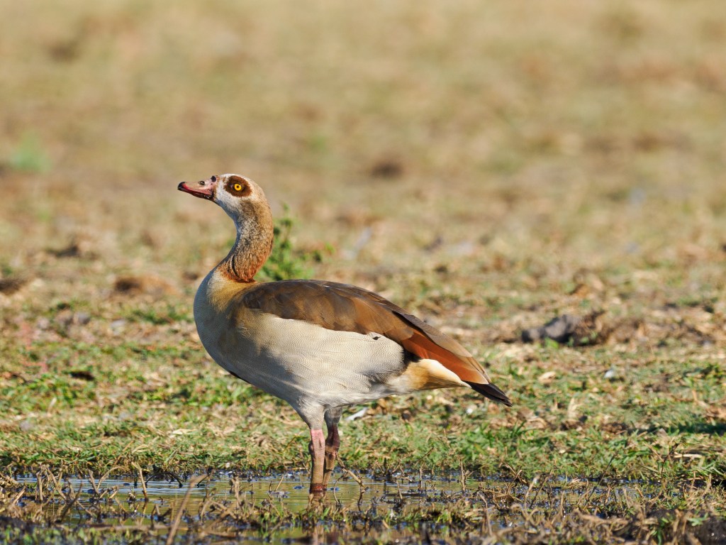 Botswana Birds – Tesseract Imaging