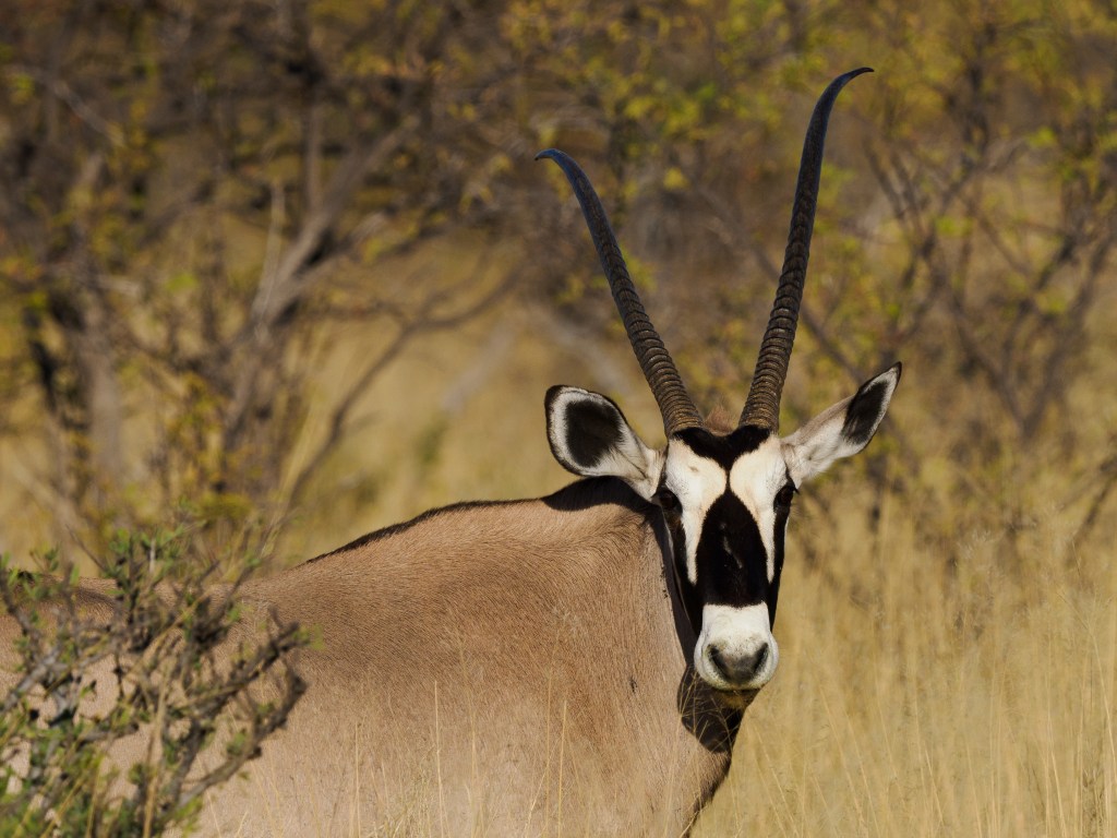 Oryx – Tesseract Imaging