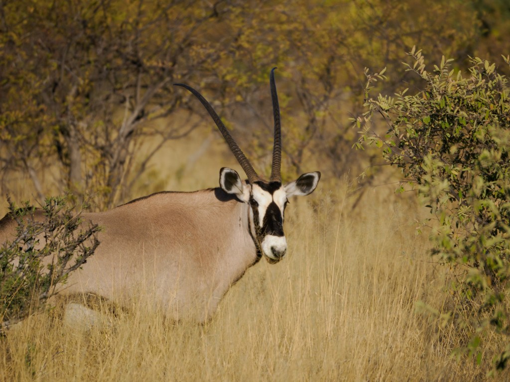 Oryx – Tesseract Imaging